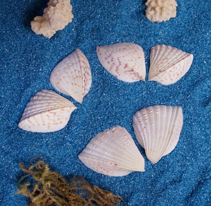 Angel Wing Shells for Sacral Chakra and water element work