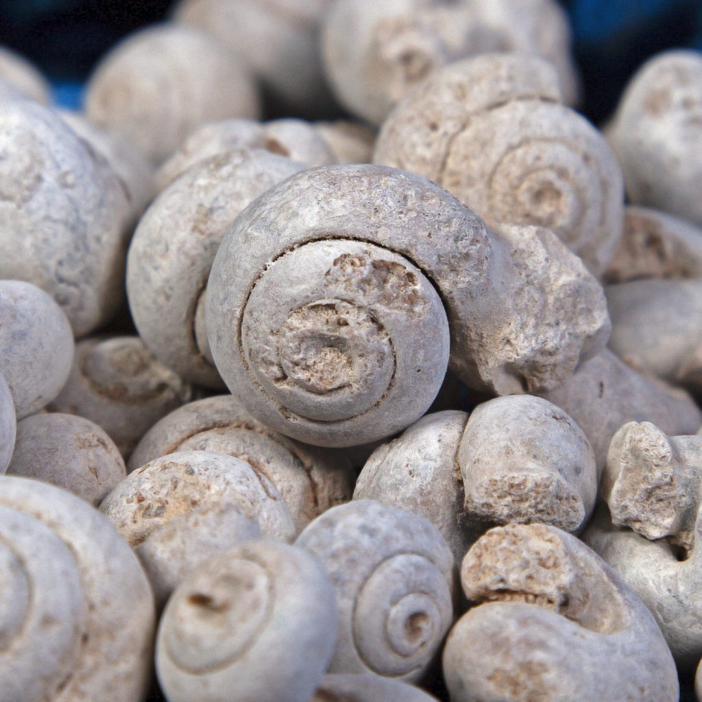 Natural Gastropod Fossil for Earth wisdom - Sage Goddess